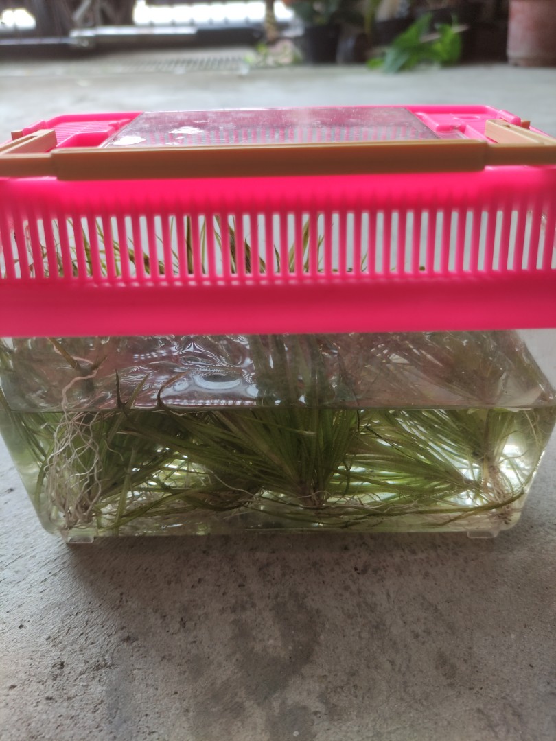 Free aquatic plant -bylax Japonica, Everything Else on Carousell