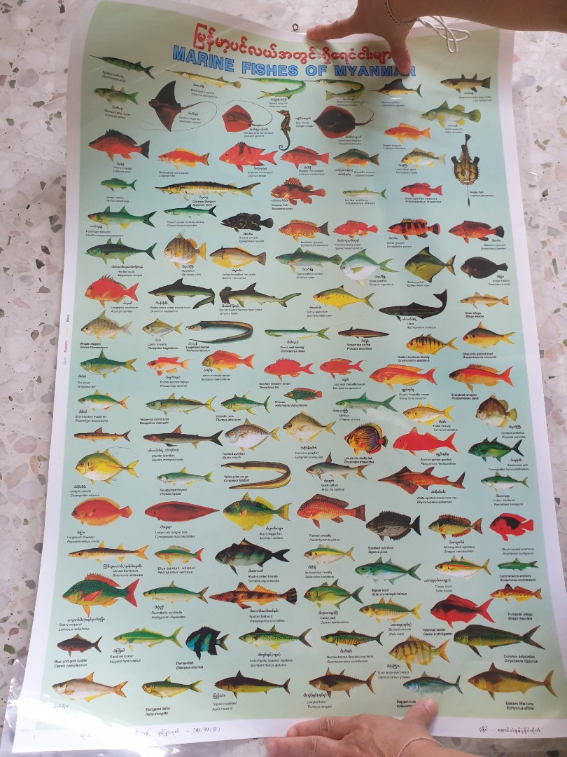 Marine Biology Chart, Hobbies & Toys, Stationery & Craft, Craft ...