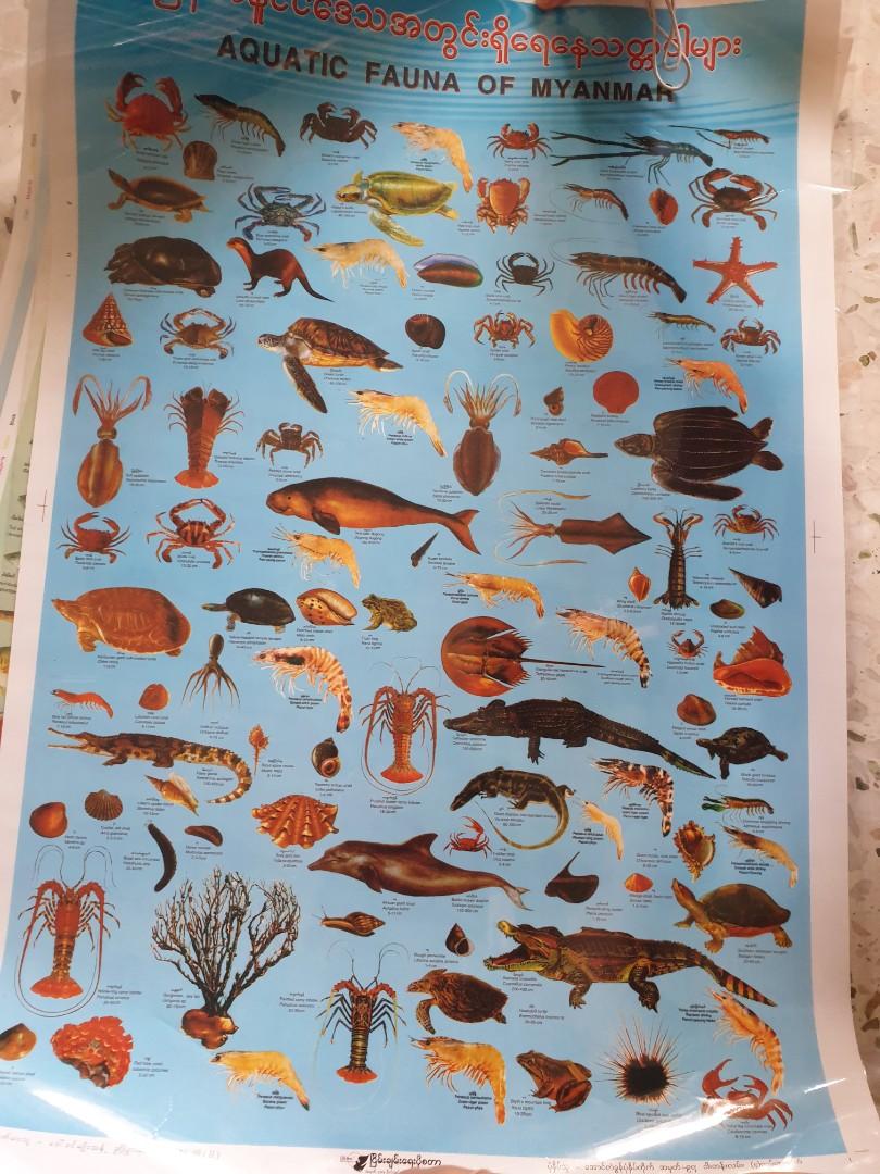 Marine Biology Chart, Hobbies & Toys, Stationery & Craft, Craft ...