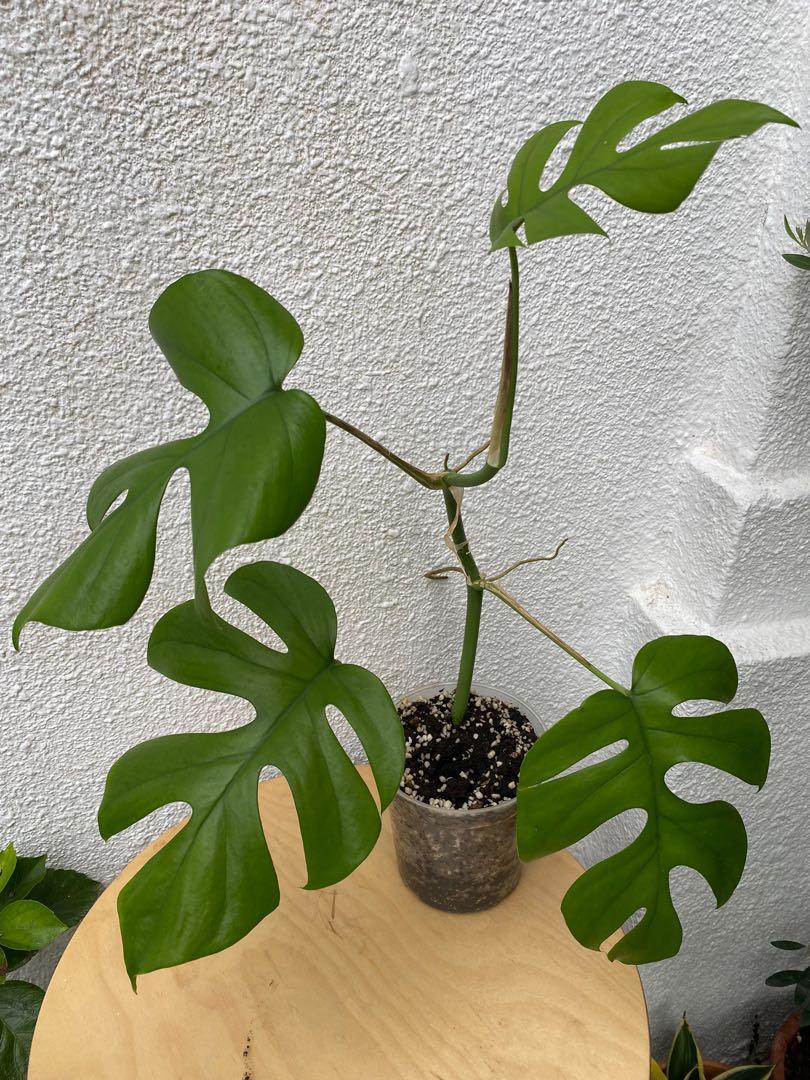 Monstera Rhaphidophora Tetrasperma, Furniture & Home Living, Gardening ...