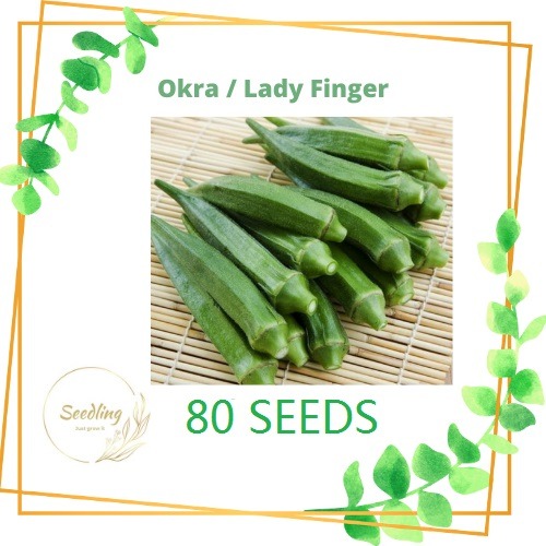 Okra / Lady Finger Seeds 羊角豆种子 (From SG) (Non-GMO), Furniture & Home ...