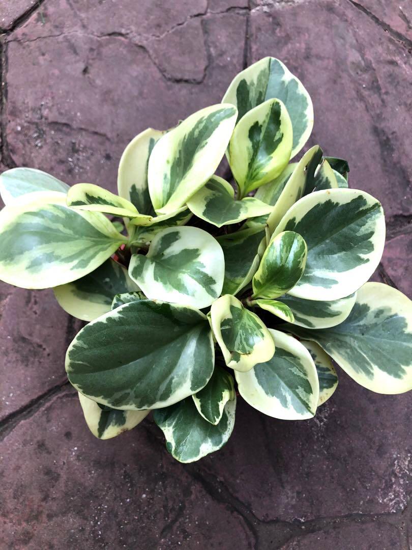 Peperomia Obtusifolia Variegata (Albomarginata), Furniture & Home ...
