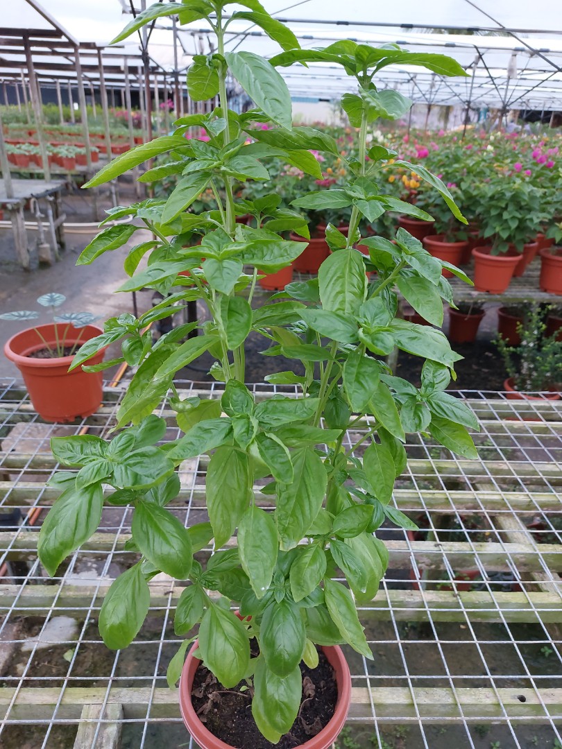Tall and Lush Sweet Basil, Furniture & Home Living, Gardening, Plants ...