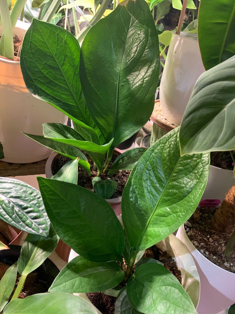 Anthurium Jenmanii Cardboard, Furniture & Home Living, Gardening ...
