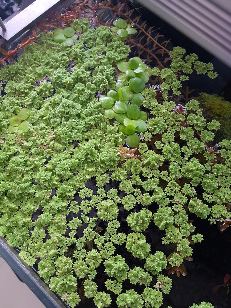 Azolla Caroliniana Floating Plant, Pet Supplies, Homes & Other Pet ...