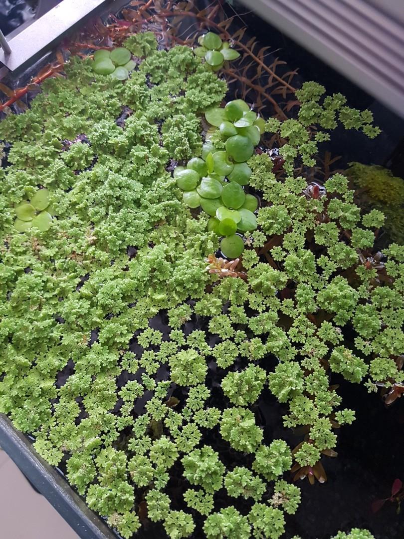 Azolla Caroliniana Floating Plant, Pet Supplies, Homes & Other Pet ...