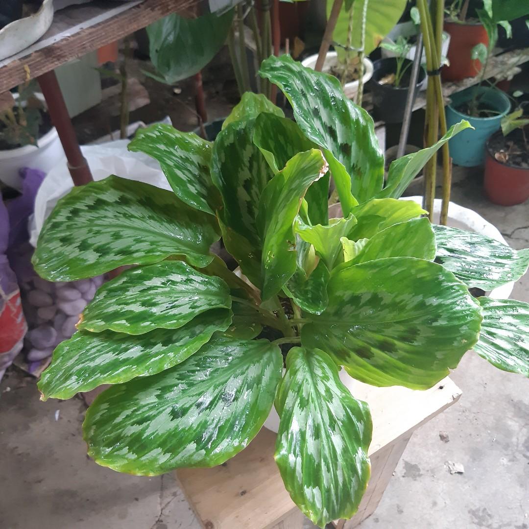 Calathea Ginger, Furniture & Home Living, Gardening, Plants & Seeds on ...