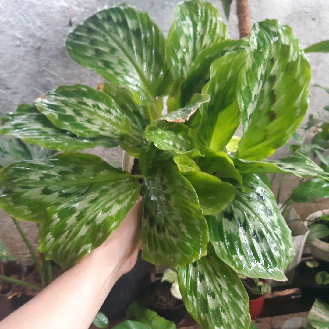 Calathea Ginger, Furniture & Home Living, Gardening, Plants & Seeds on ...