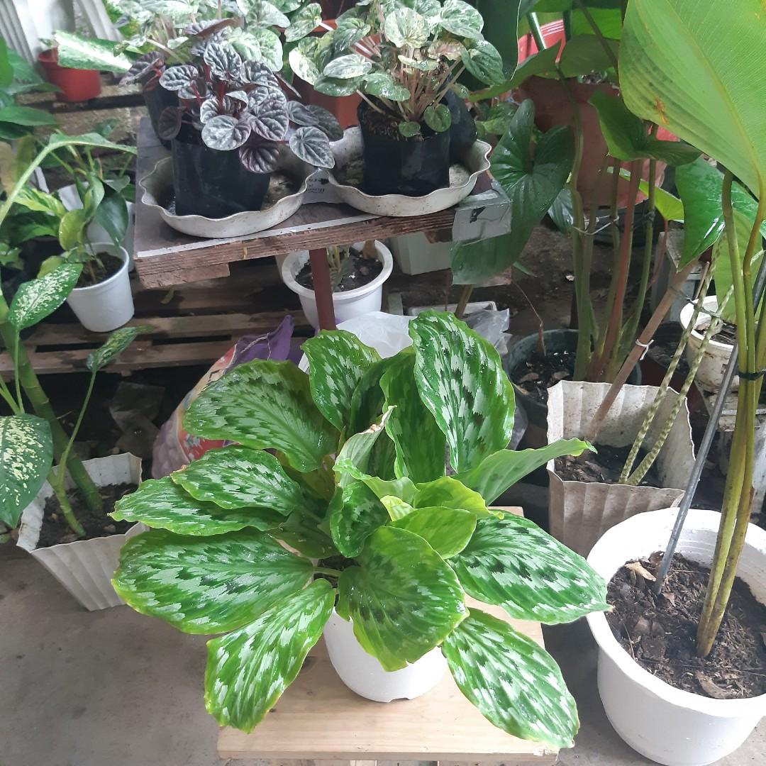 Calathea Ginger, Furniture & Home Living, Gardening, Plants & Seeds on ...