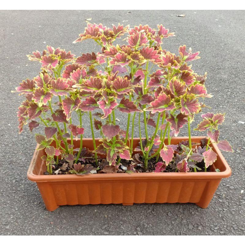 Tumbuhan Tanaman Hias Hidup Miana Bunga Bayam Caleus Jawer Stek dan ...