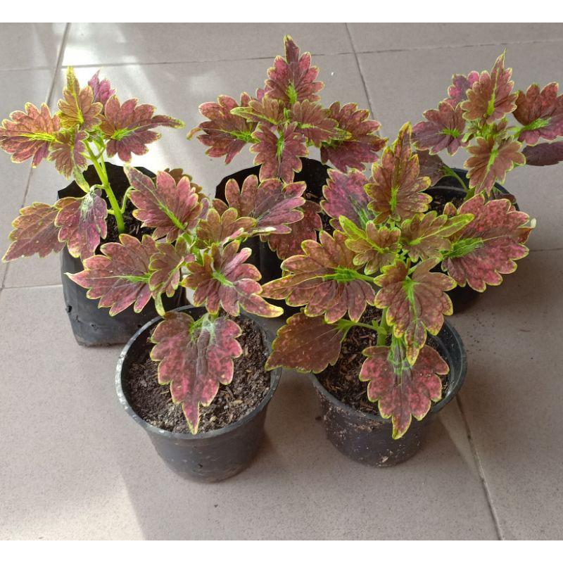 Tumbuhan Tanaman Hias Hidup Miana Bunga Bayam Caleus Jawer Stek dan ...