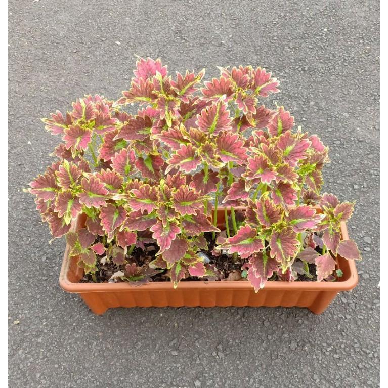 Tumbuhan Tanaman Hias Hidup Miana Bunga Bayam Caleus Jawer Stek dan ...