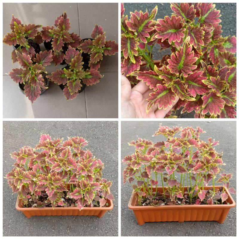 Tumbuhan Tanaman Hias Hidup Miana Bunga Bayam Caleus Jawer Stek dan ...