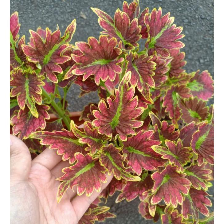 Tumbuhan Tanaman Hias Hidup Miana Bunga Bayam Caleus Jawer Stek dan ...