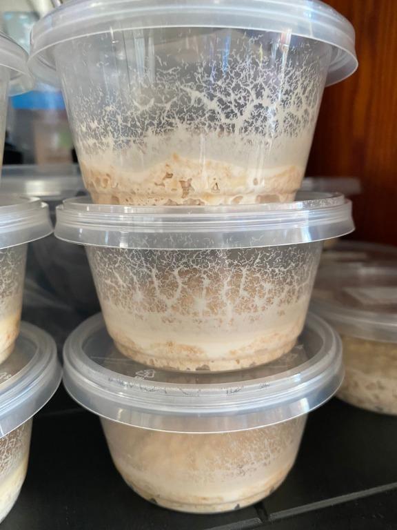 Microworm Baby Fish Fry Food Worm Betta (S) $3 (L) $6, Pet Supplies ...