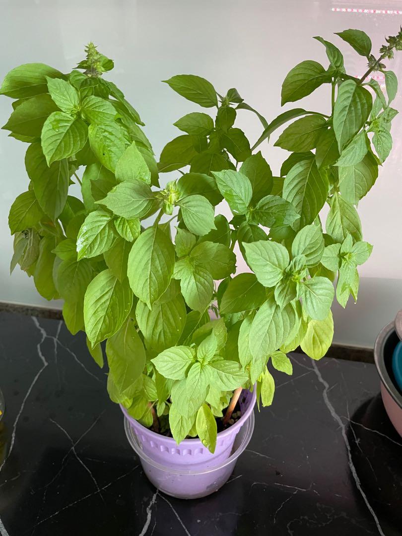 Mrs Burn Basil Plant, Furniture & Home Living, Gardening, Plants ...