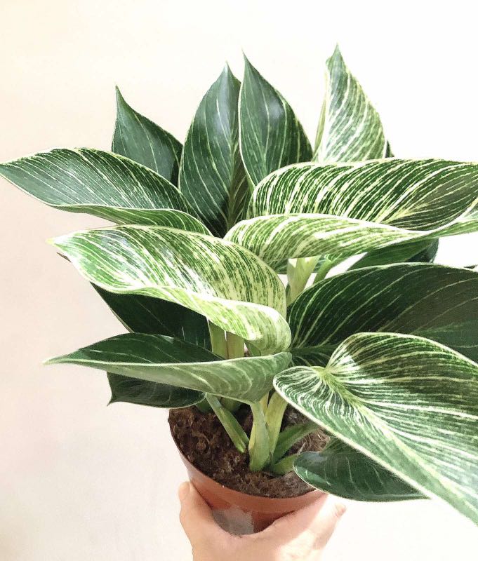 Philo Birkin, Furniture & Home Living, Gardening, Plants & Seeds on ...