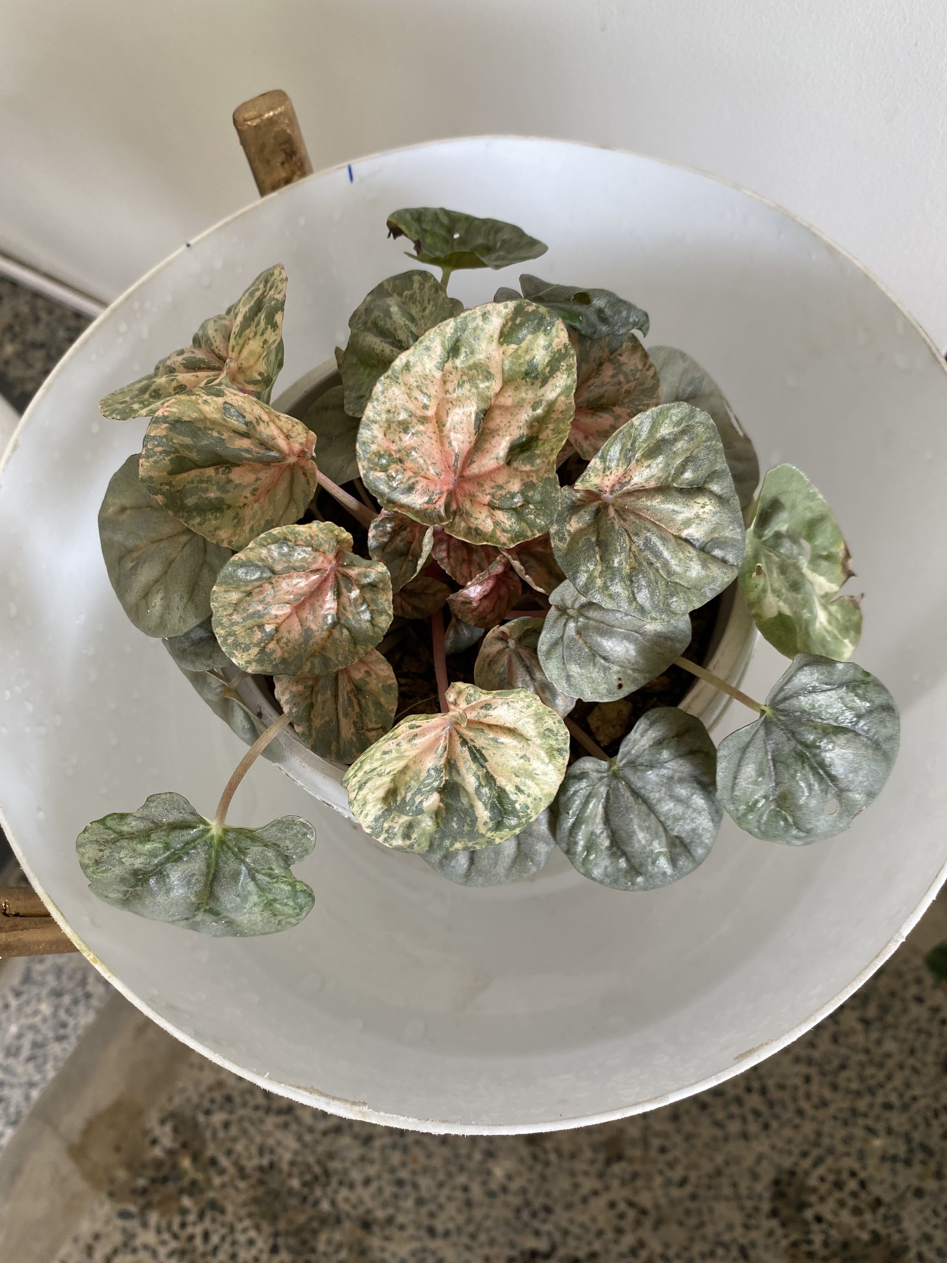 Pink lady peperomia, Furniture & Home Living, Gardening, Plants & Seeds ...