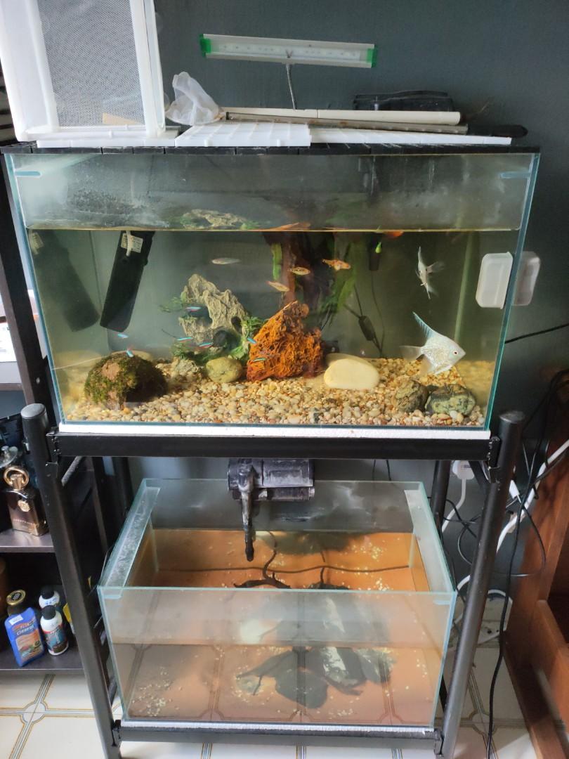 2 x 2 feet fresh water tanks, Pet Supplies, Homes & Other Pet ...