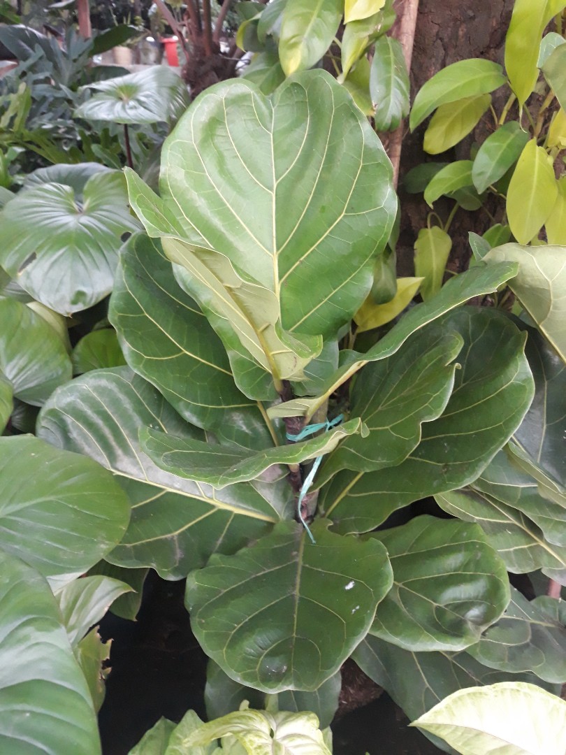 Pig tree, Furniture & Home Living, Gardening, Plants & Seeds on Carousell