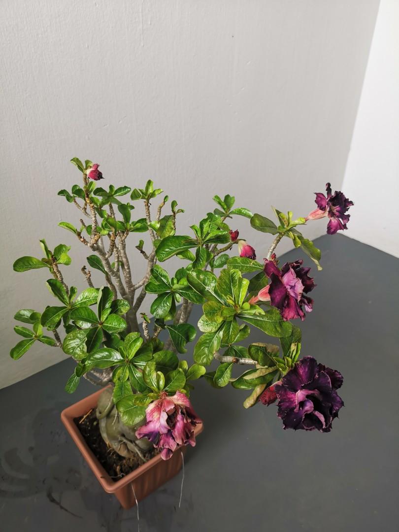 Adenium rose big pot size, Furniture & Home Living, Gardening, Plants ...