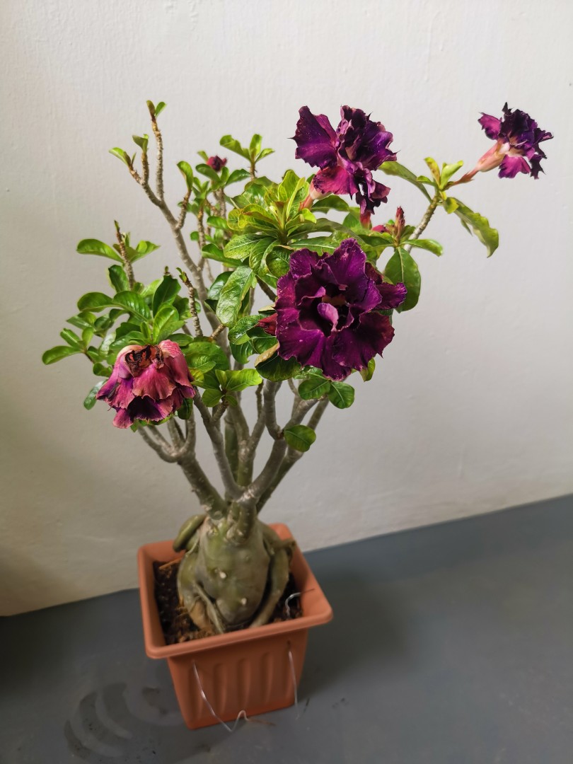 Adenium rose big pot size, Furniture & Home Living, Gardening, Plants ...