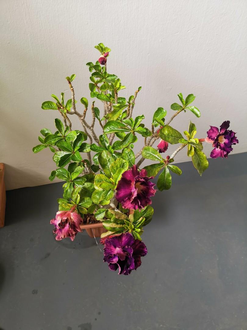 Adenium rose big pot size, Furniture & Home Living, Gardening, Plants ...