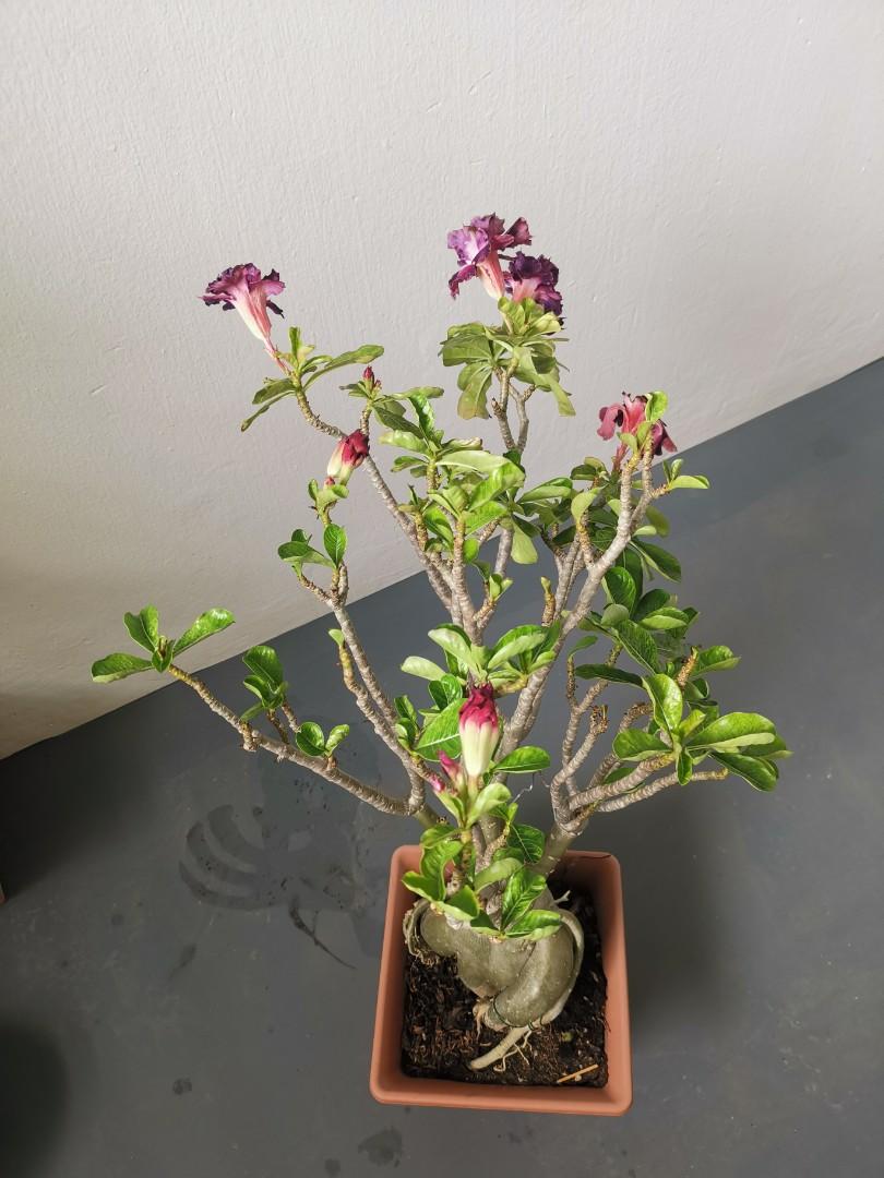 Adenium rose big pot size, Furniture & Home Living, Gardening, Plants ...