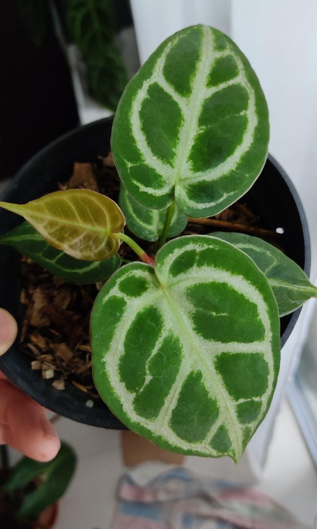 Anthurium Dorayaki Silver, Furniture & Home Living, Gardening, Plants ...