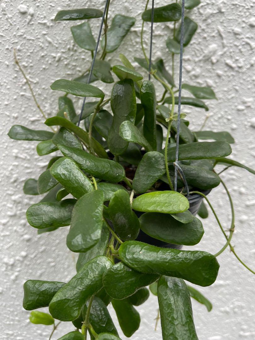 Hoya Rotundiflora, Furniture & Home Living, Gardening, Plants & Seeds ...