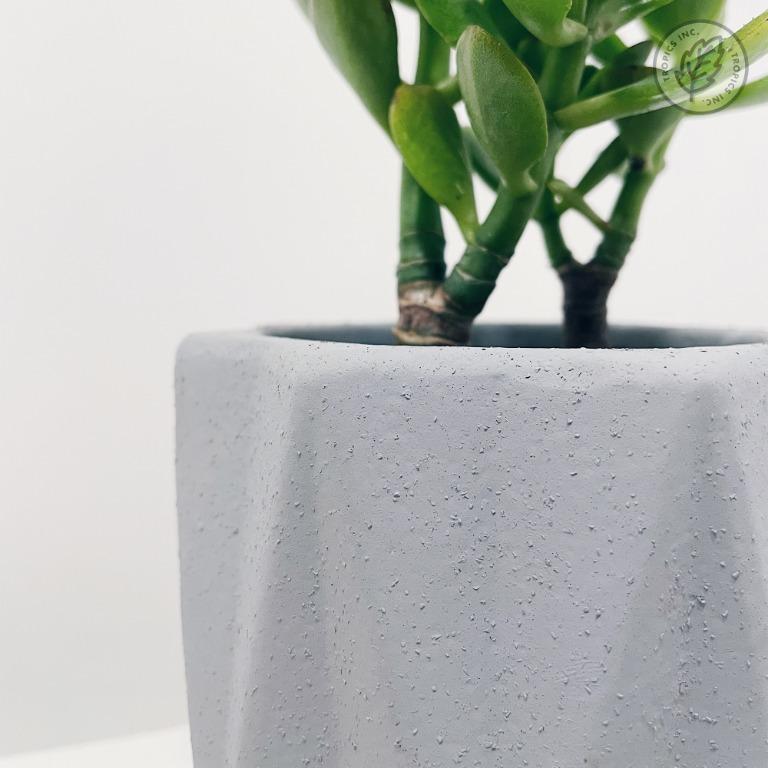 Jade Plant (Crassula Ovata) Succulent in "Trapezoid" Plant Pot in Grey ...