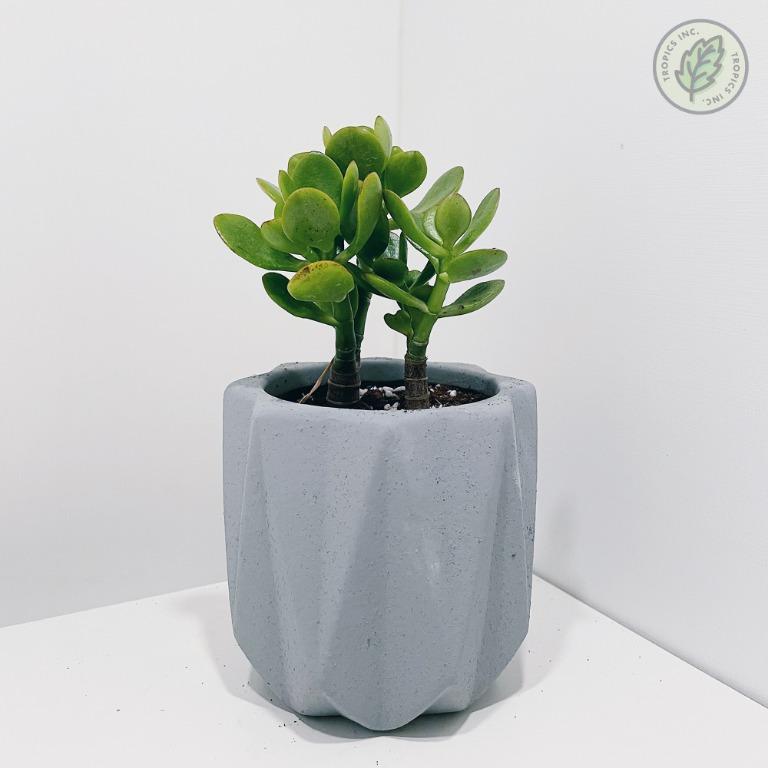 Jade Plant (Crassula Ovata) Succulent in "Trapezoid" Plant Pot in Grey ...