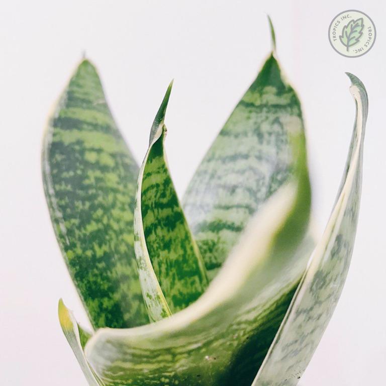 Mini Sansevieria Hahnii Variegata (Inverted) Snake Plant in "Straight ...