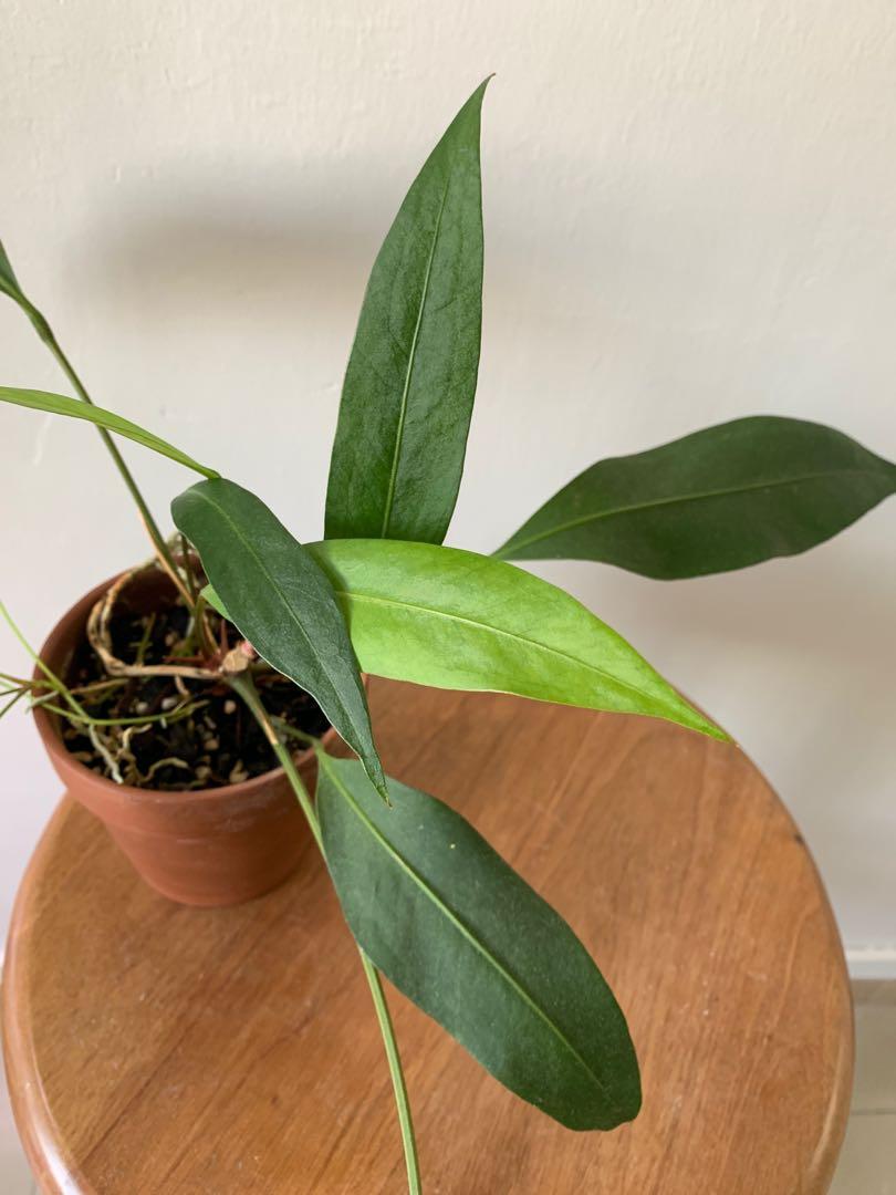 Anthurium gracile, Furniture & Home Living, Gardening, Plants & Seeds ...