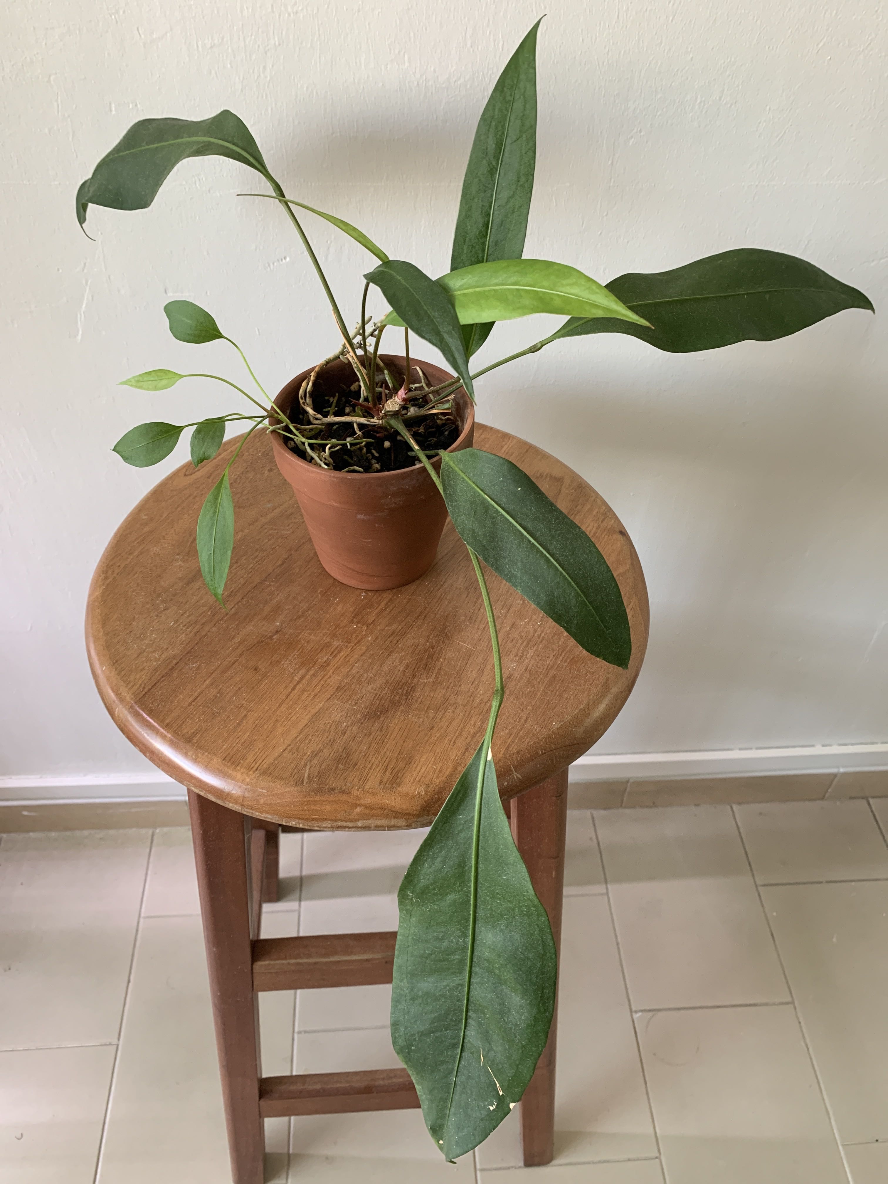 Anthurium gracile, Furniture & Home Living, Gardening, Plants & Seeds ...