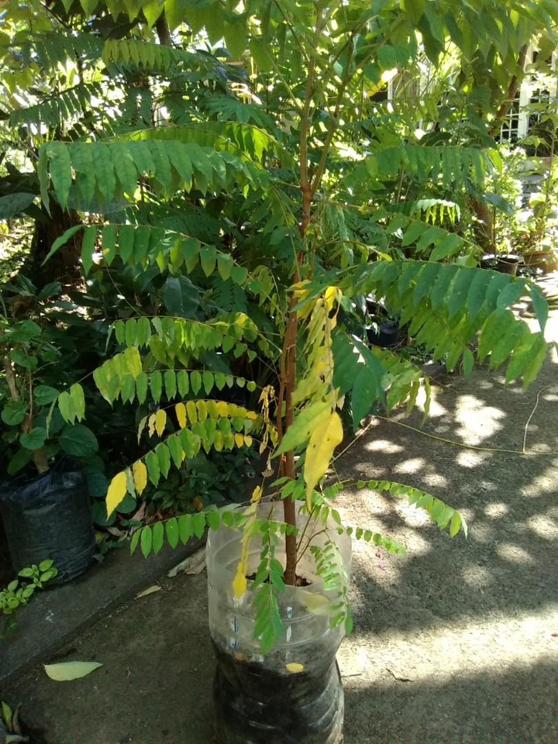 Kamias plant, Furniture & Home Living, Gardening, Plants & Seeds on ...