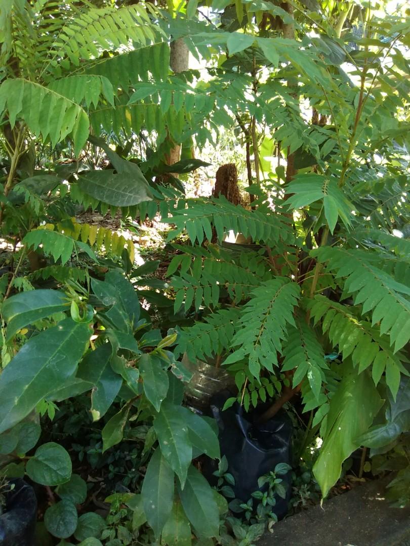 Kamias plant, Furniture & Home Living, Gardening, Plants & Seeds on ...