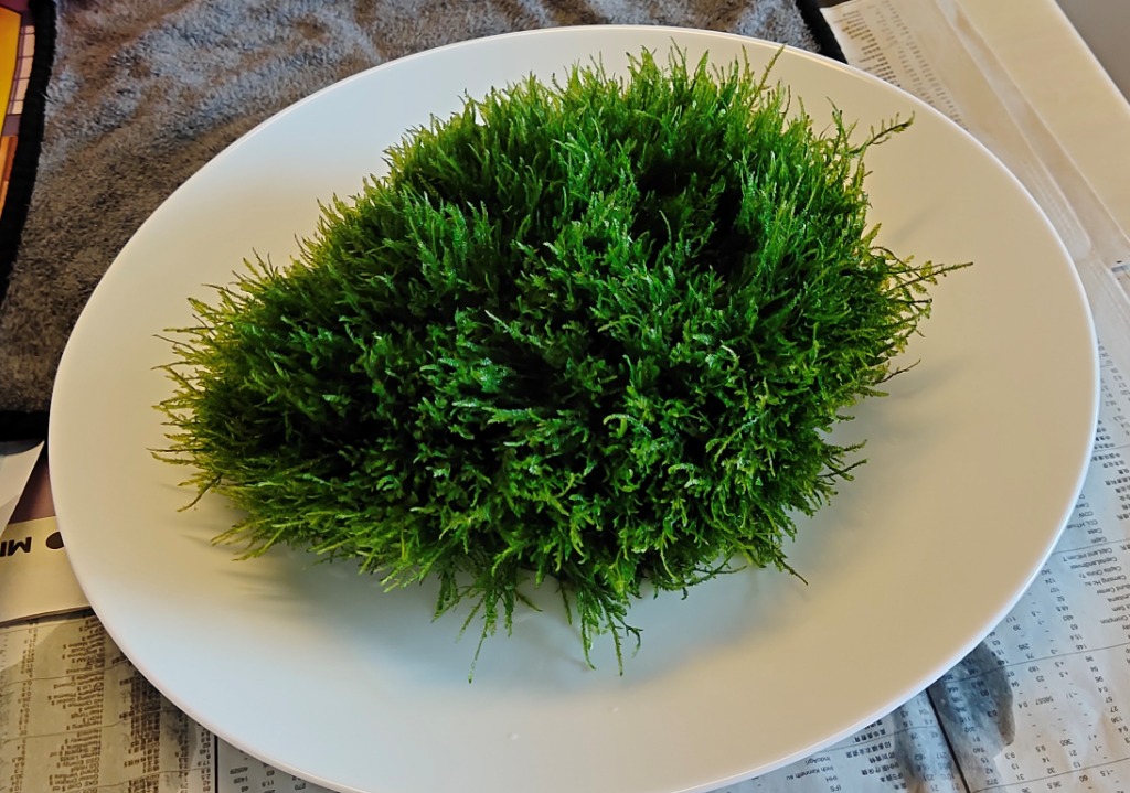 Peacock Moss, Furniture & Home Living, Gardening, Plants & Seeds on ...