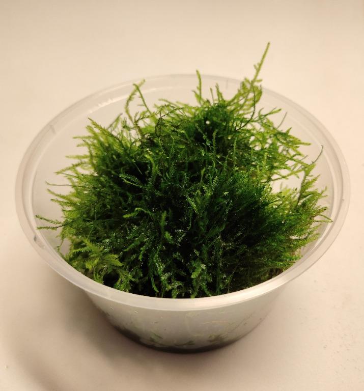 Peacock Moss, Furniture & Home Living, Gardening, Plants & Seeds on ...