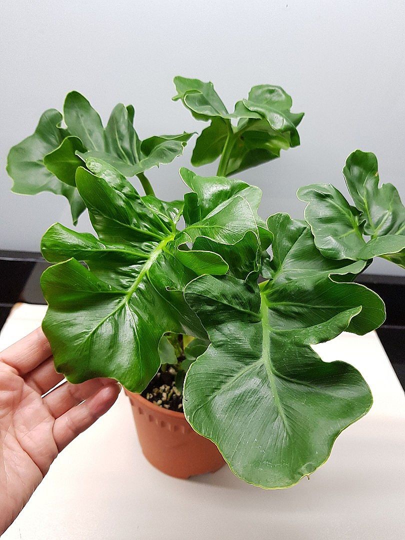 Philodendron selloum "Super Atom", Furniture & Home Living, Gardening ...