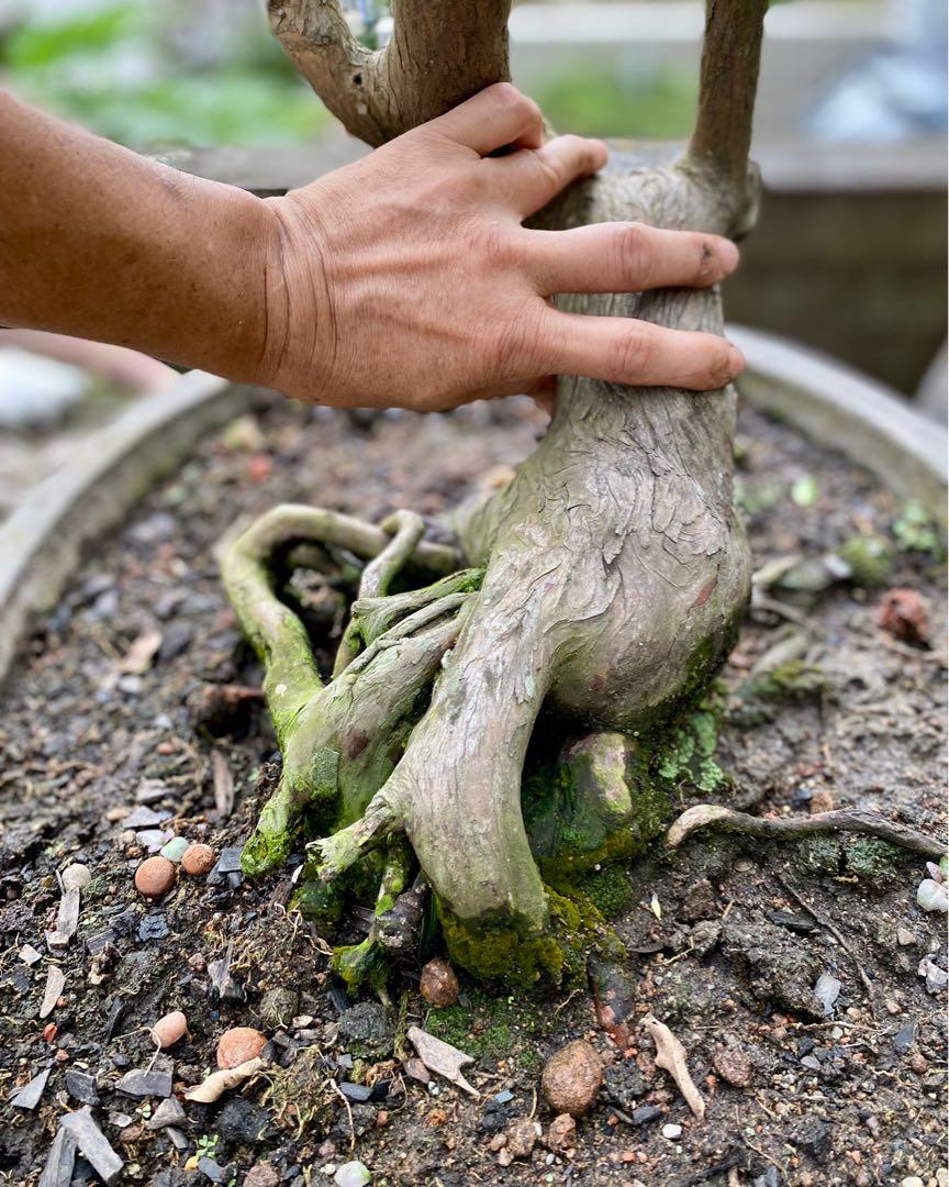 Rare Collector’s Luo Han Song bonsai for sale, Furniture & Home Living ...