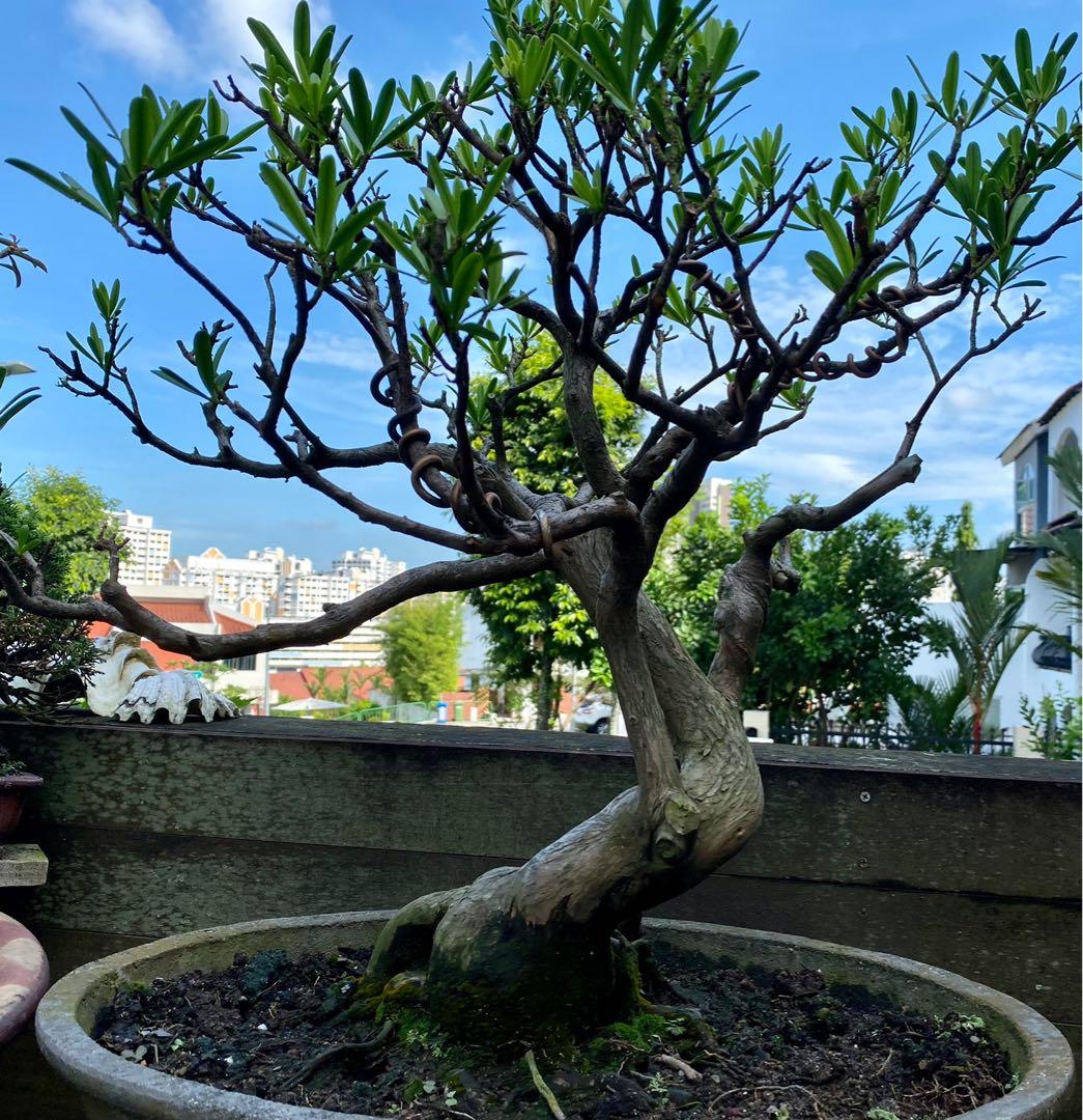 Rare Collector’s Luo Han Song bonsai for sale, Furniture & Home Living ...