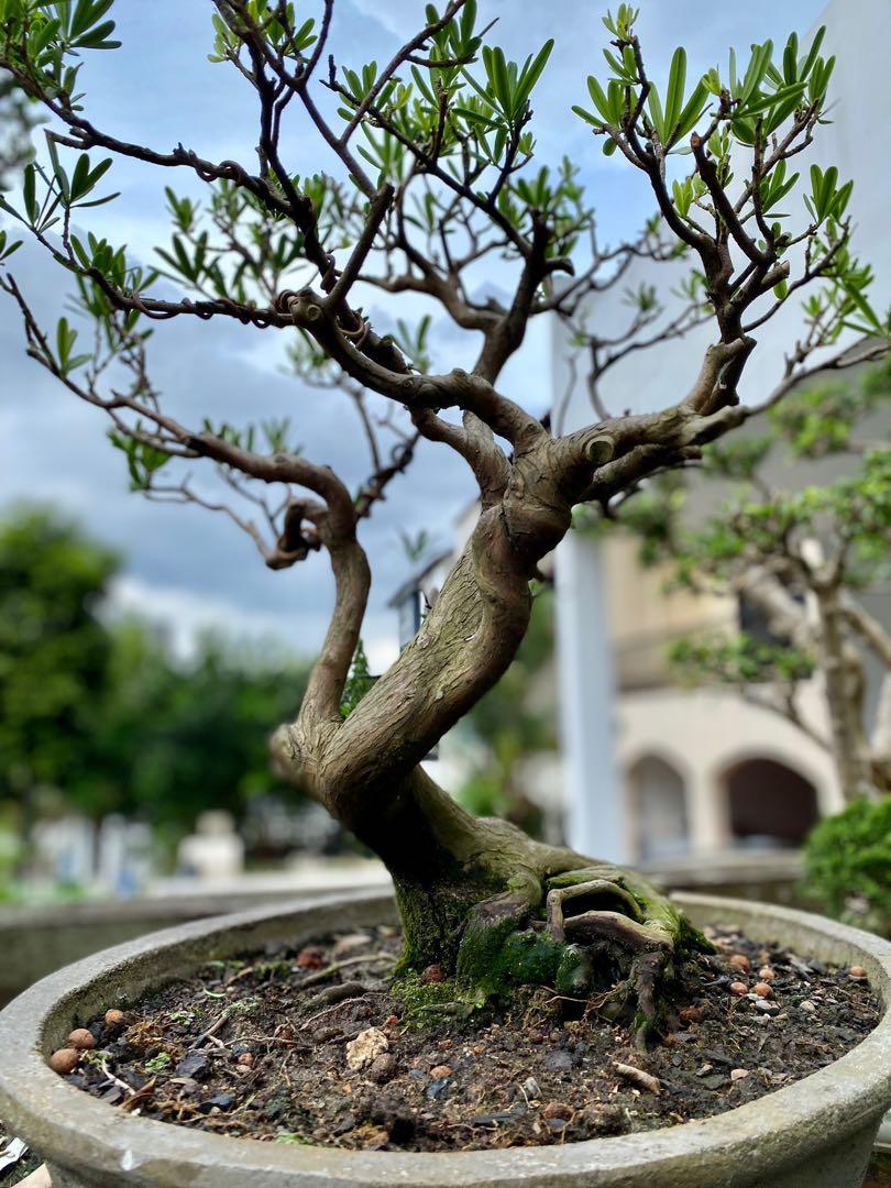 Rare Collector’s Luo Han Song bonsai for sale, Furniture & Home Living ...