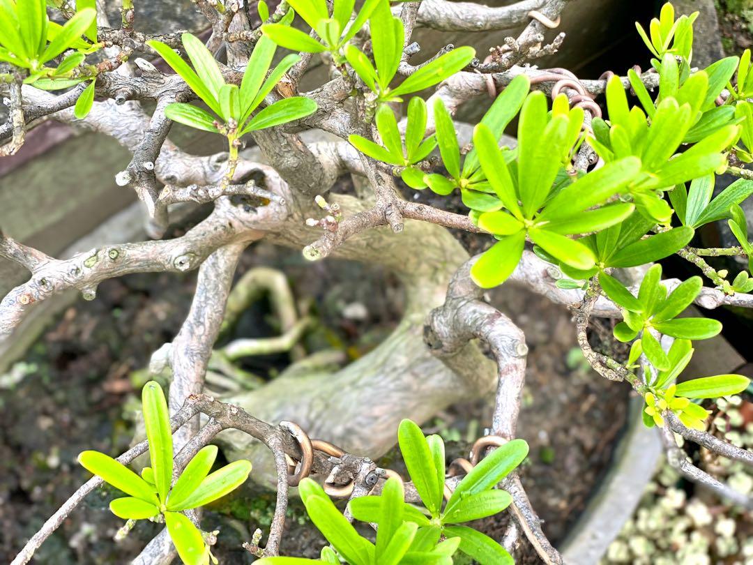 Rare Collector’s Luo Han Song bonsai for sale, Furniture & Home Living ...