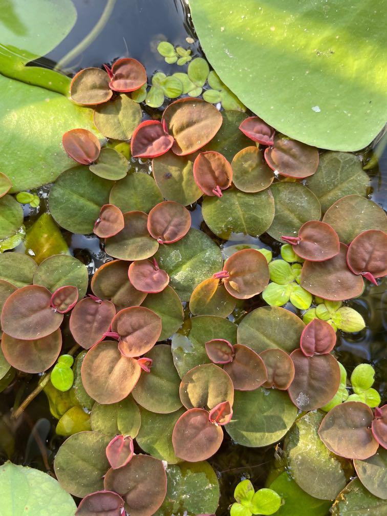 Red root floater, Furniture & Home Living, Gardening, Plants & Seeds on ...