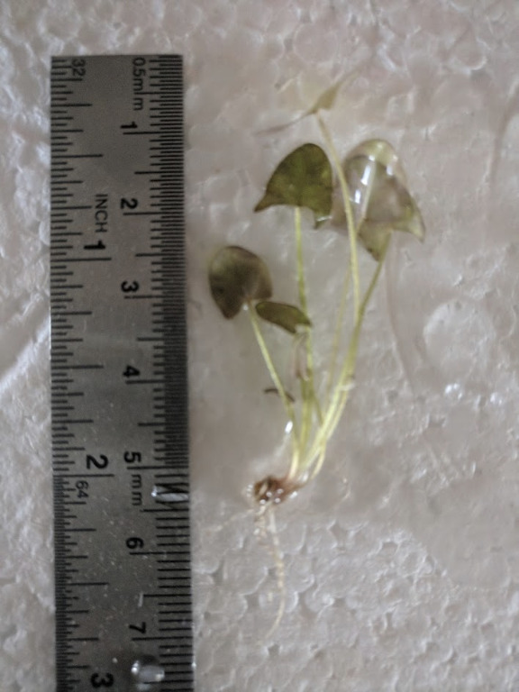 Tri Color Lotus Nymphaea micrantha, Furniture & Home Living, Gardening ...