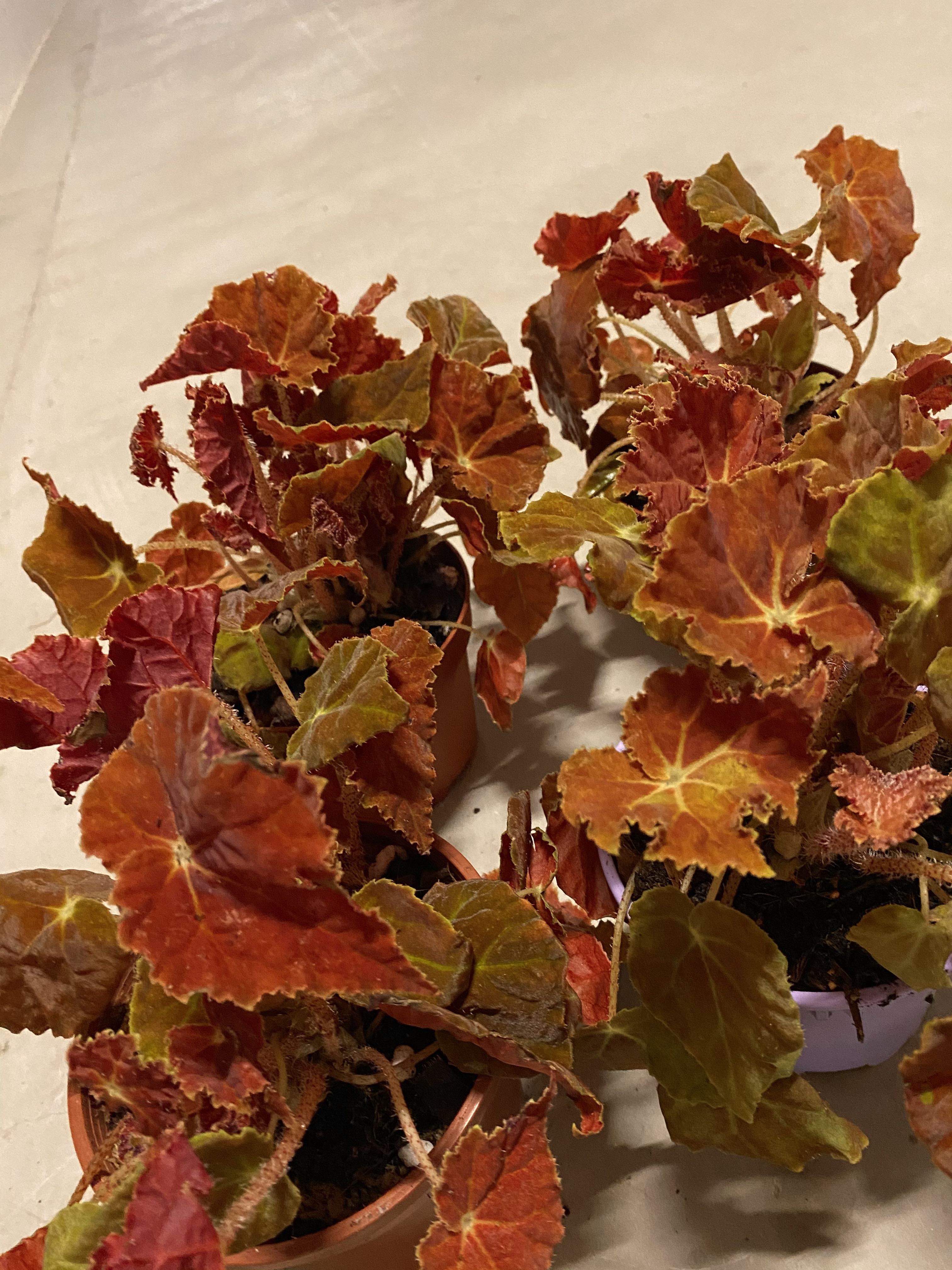 Begonia autumn ember, Furniture & Home Living, Gardening, Plants ...