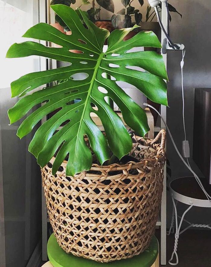 Bunakan Basket | Planter | Rattan Basket | Yantok, Furniture & Home ...