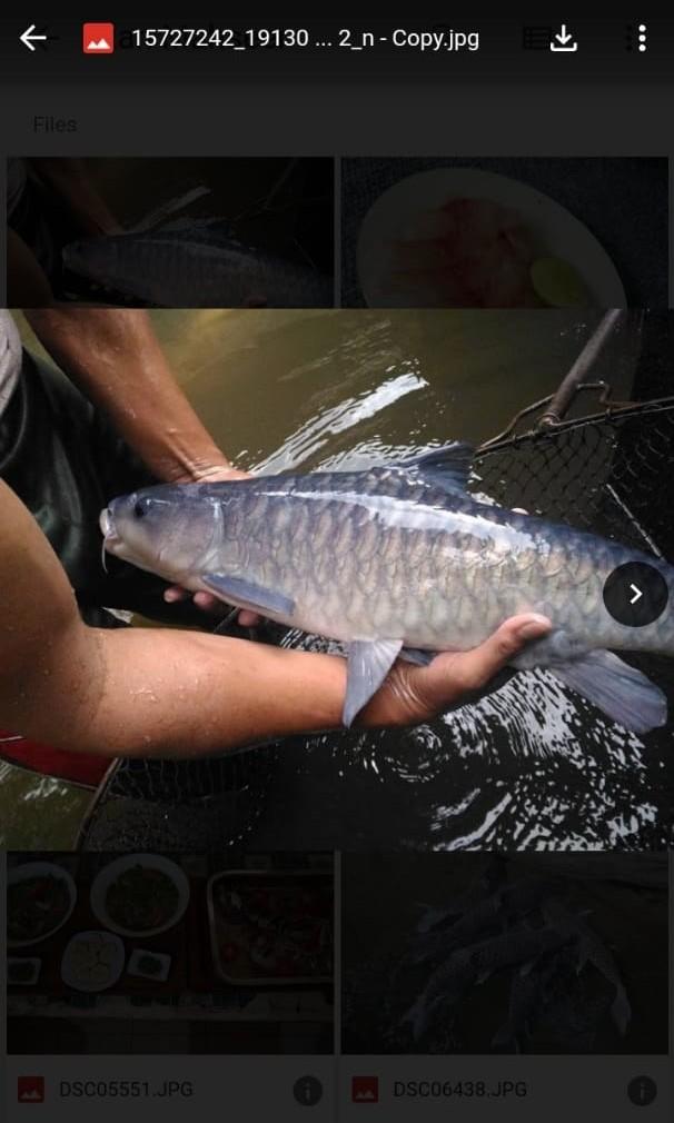 Empurau "Wang Bu Liao" Fish arrival for Opening for 10 people Dine-in, Food & Drinks, Local Eats ...