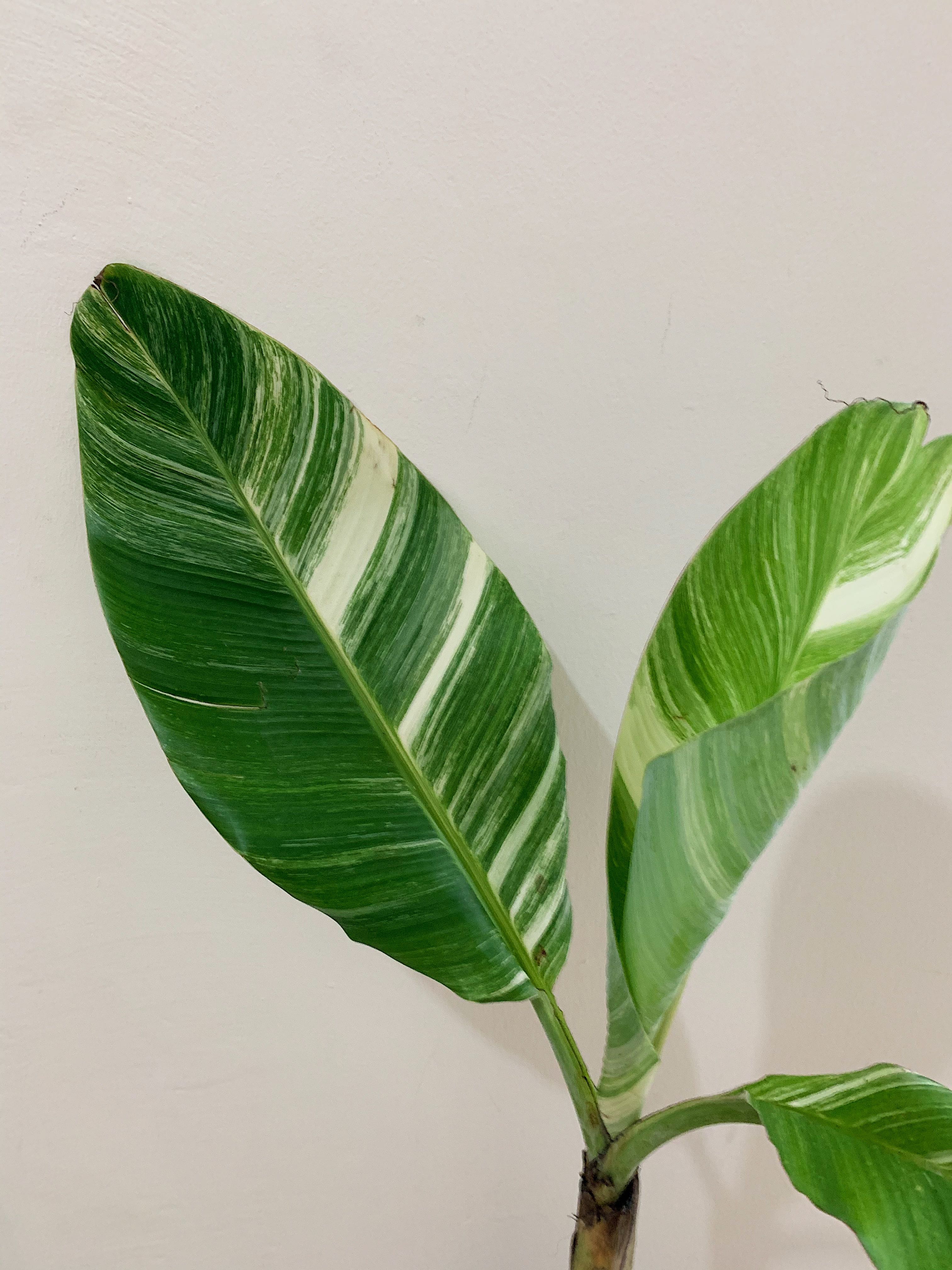 (RARE!) Banana Tree Variegated / Musa Ae Ae, Furniture & Home Living ...